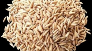 CDA Develops High-Zinc Rice Varieties to Boost Food Security, Fight ...